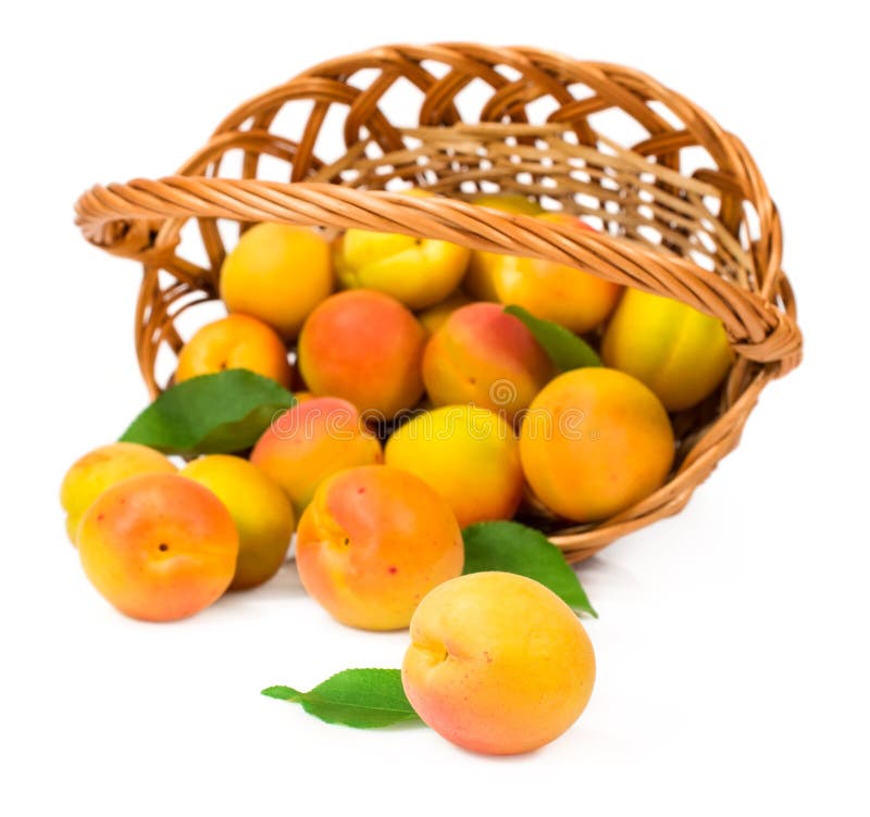 Apricots Falling Out of a Basket Stock Image - Image of abundance ...