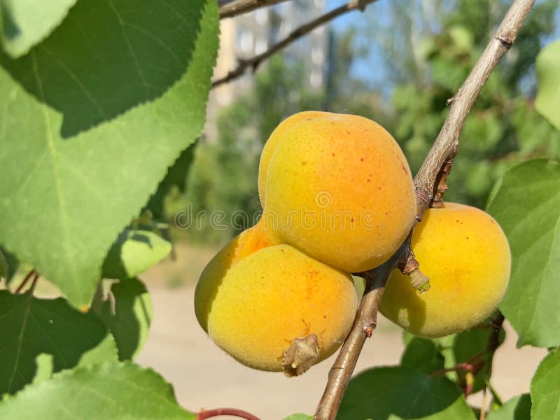 Apricots Growing on a Tree in Garden Stock Image - Image of apricots ...