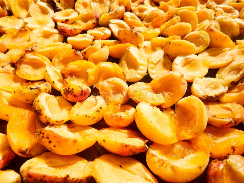 Apricots in Half in the Sun for Drying Dried Apricots. a Lot of Dried ...