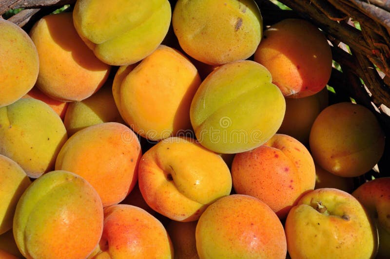 Apricots stock photo. Image of branch, market, macro - 56988078