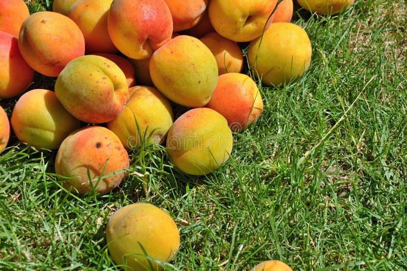 Apricots stock photo. Image of gourmet, breakfast, green - 56988124