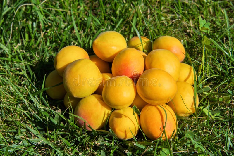 Ripe Nice Apricots on Grass. Ripe Apricots on a Background of Green ...