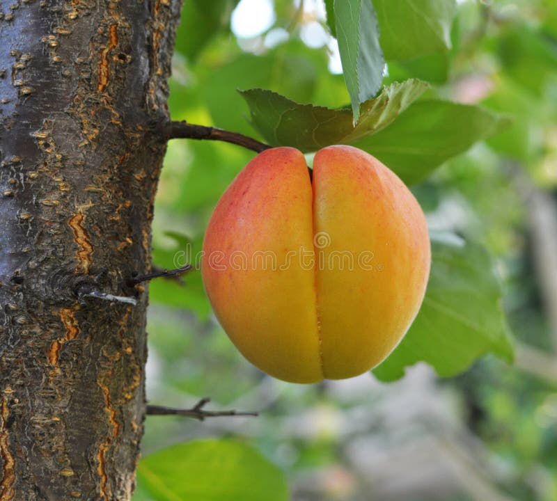 Apricots are Ripening on a Tree Branch Stock Photo - Image of garden ...