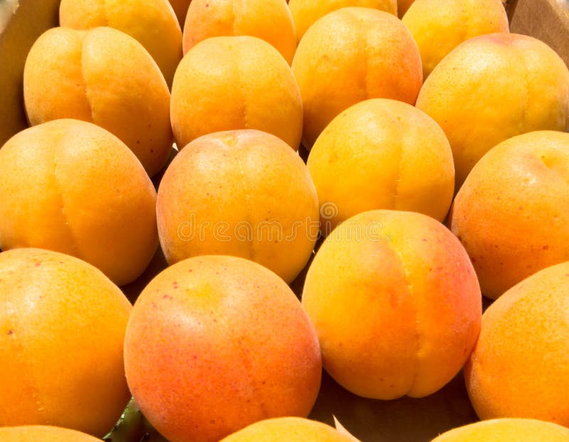 Apricots sitting in a box stock photo. Image of nutrition - 41394458