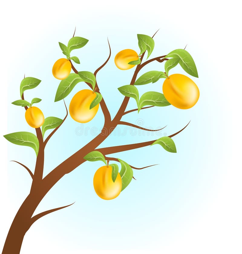 Tree with apricots stock vector. Illustration of vector - 18932383