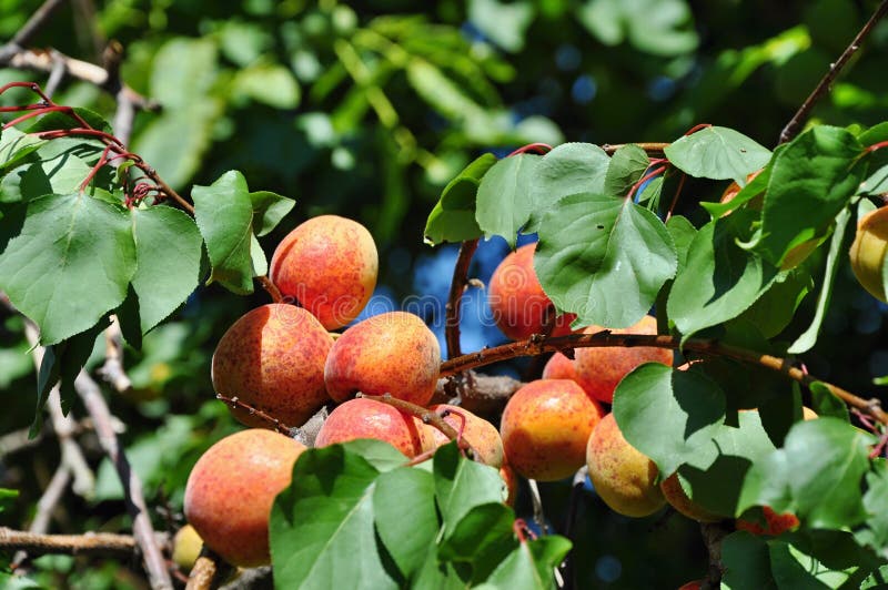 Apricots on tree stock image. Image of nature, food, macro - 56987383