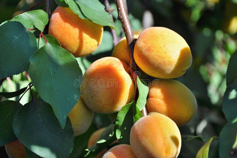 Apricots on tree stock image. Image of branch, farming - 56987543