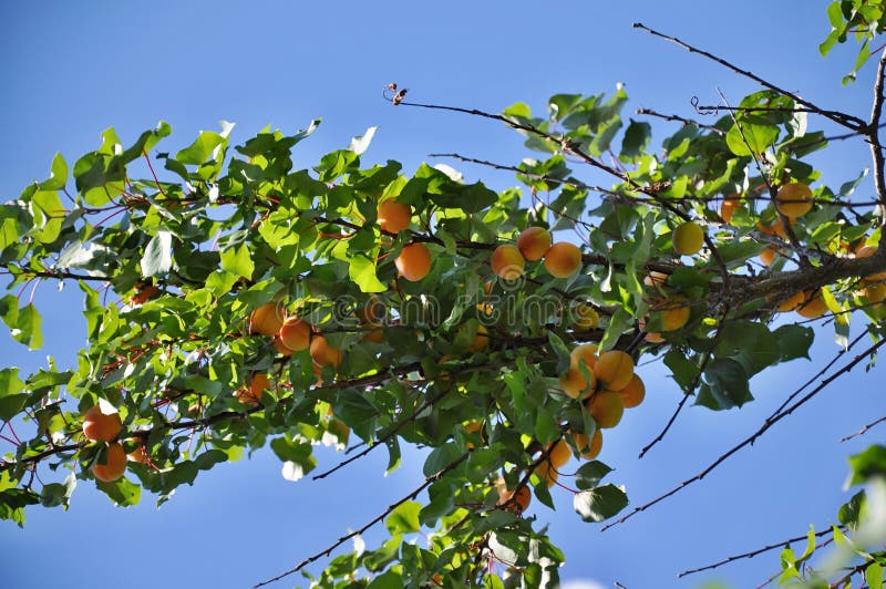 Apricots on tree stock image. Image of macro, growing - 56987605