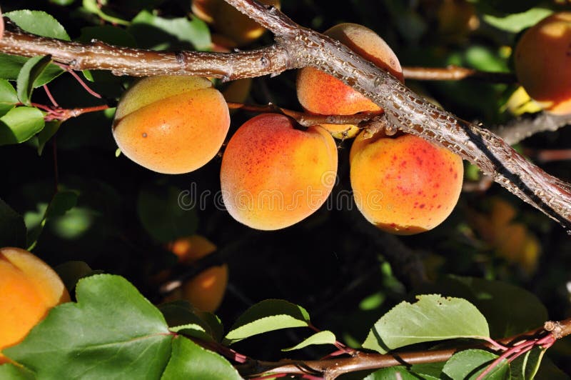 Apricots on tree stock photo. Image of fresh, closeup - 56987620