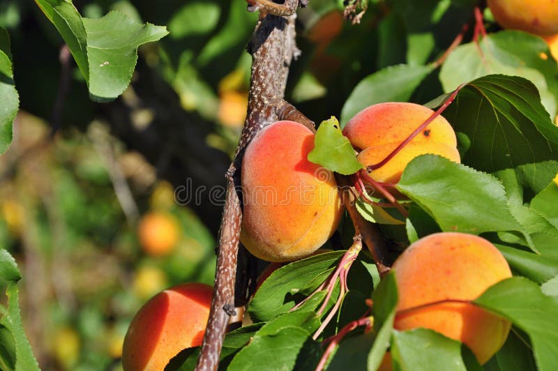 Apricots on tree stock image. Image of orchard, grow - 56987641