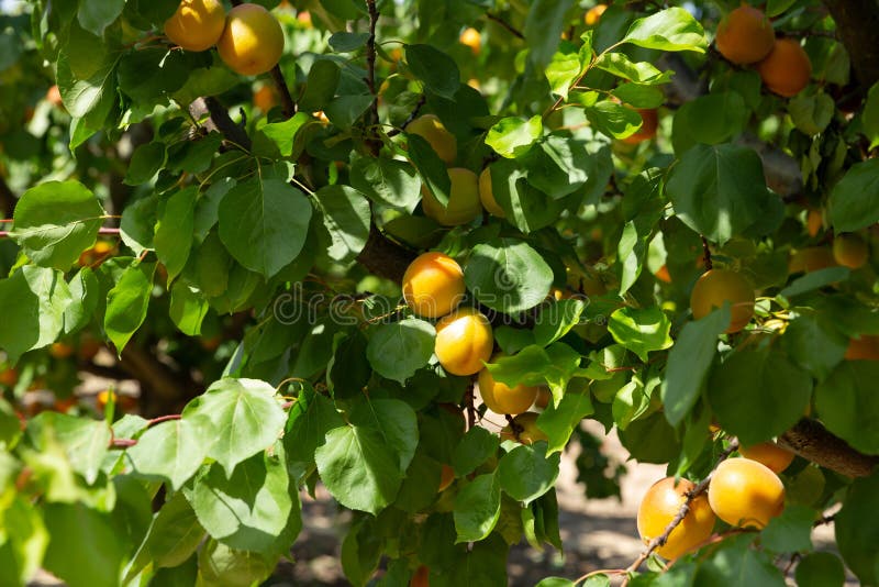 Apricots on Trees at Fruit Plantation Stock Photo - Image of botanic ...