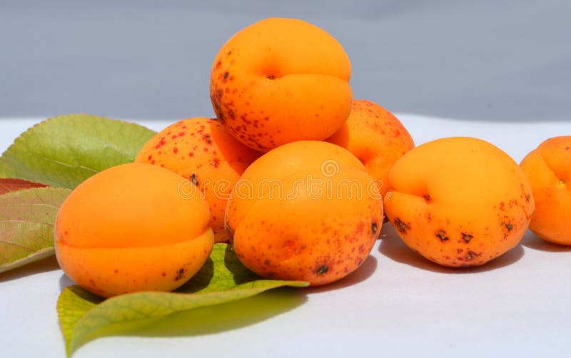 Apricots on white stock photo. Image of ripe, food, macro - 74150672