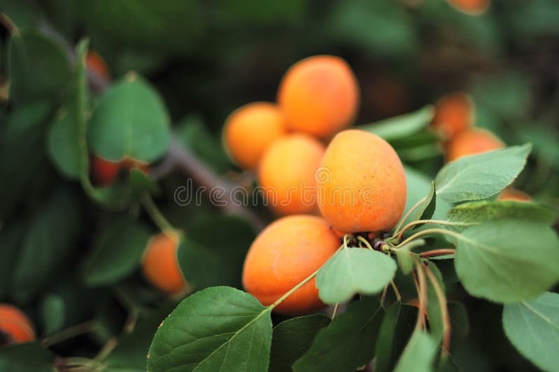 Aprikos arkivfoto. Bild av orange, moget, frukt, aprikosar - 14873506