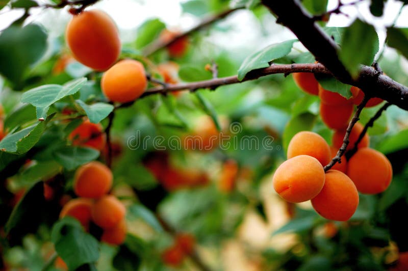 Aprikos 8 arkivfoto. Bild av skörd, grön, orange, frukt - 14876344