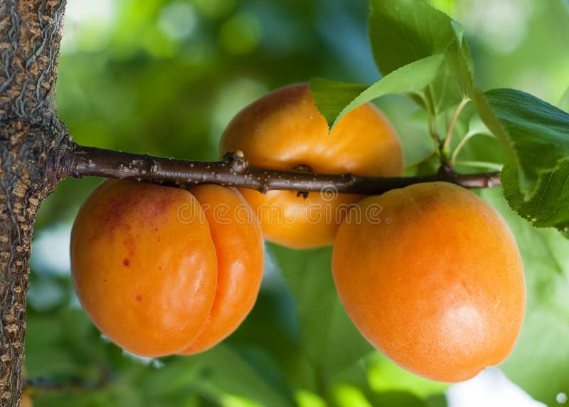 Aprikos 6 arkivfoto. Bild av växt, jordbruk, frukt, löv - 14876192