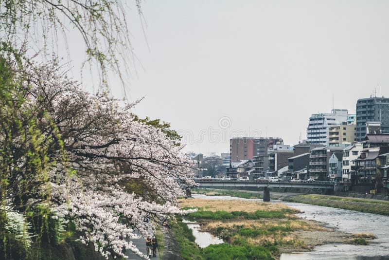 10 April 2012 Beautiful Scenery Along the Kamo Gawa Rive Editorial ...