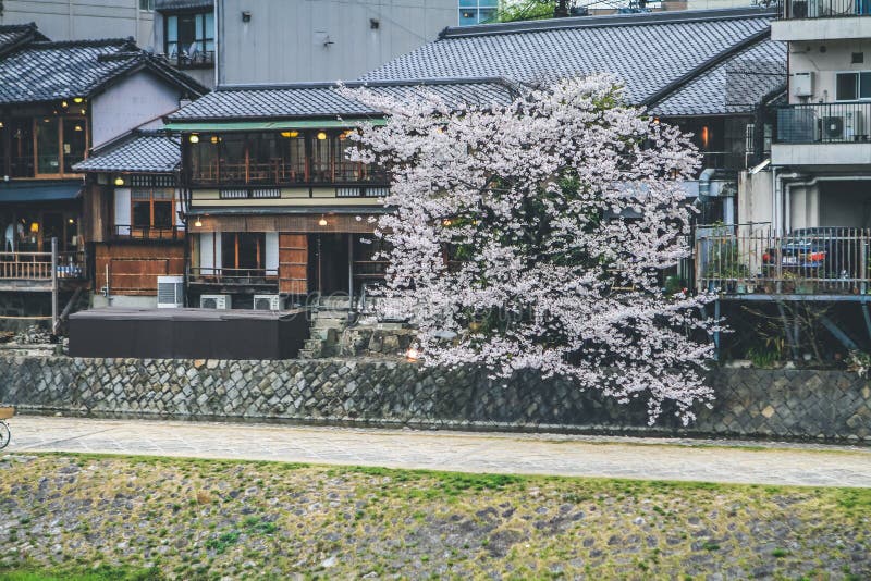 10 April 2012 Beautiful Scenery Along the Kamo Gawa Rive Editorial ...