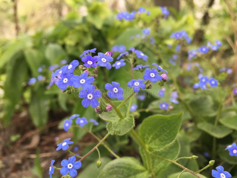 April at Central Park in Manhattan in New York, NY. Stock Photo - Image ...