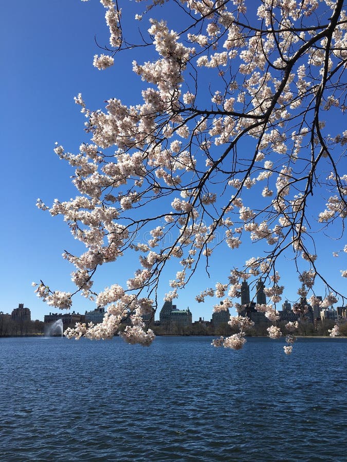April at Central Park in New York, NY. Stock Photo - Image of flower ...