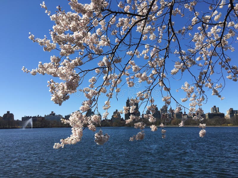 April at Central Park in New York, NY. Stock Image - Image of spring ...