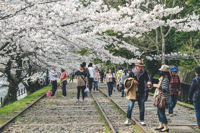 10 April 2012 a Disused Railway Under Beautiful Cherry Blossom Trees ...