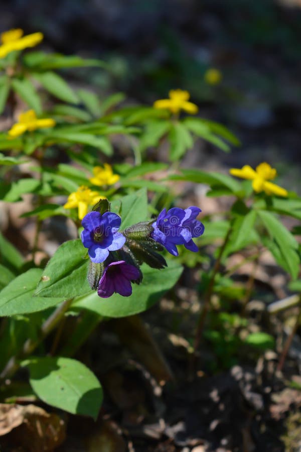 April flowers stock image. Image of spring, vibrant, flowers - 91013863