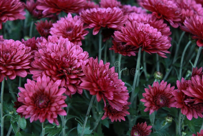 April flowers stock image. Image of pink, flowers, april - 135996639