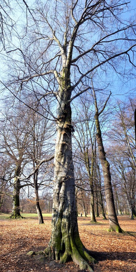 April forest stock photo. Image of april, impressive - 30403834