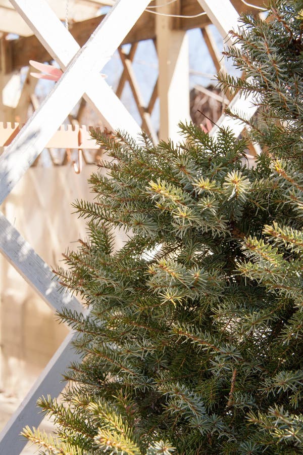 Fir-tree in the Light of the Spring Sun Stock Image - Image of nature ...