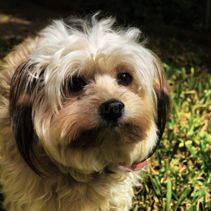 April stock image. Image of april, eyes, nice, expressive - 117649017