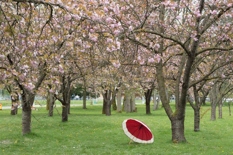 April Rains stock photo. Image of pink, april, blossems - 70373870