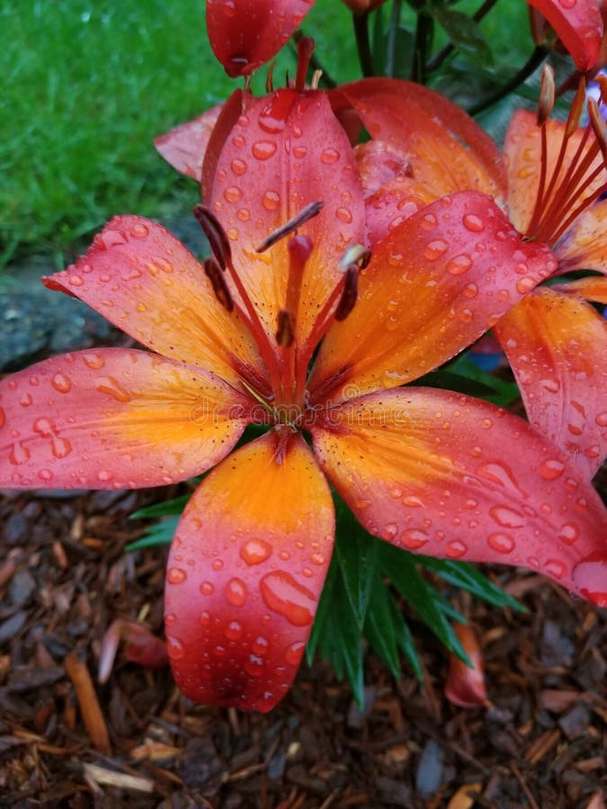 515 April Showers Stock Photos - Free & Royalty-Free Stock Photos from ...