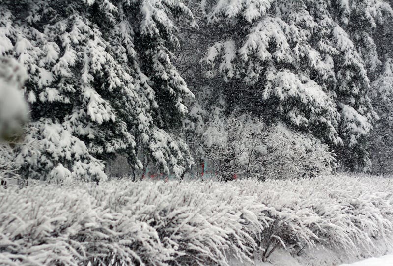 Fog in woods stock image. Image of trees, leaves, meadow - 59606259