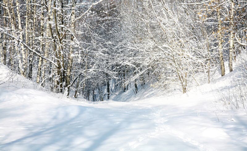 April snow forest stock image. Image of trees, plant - 24237827