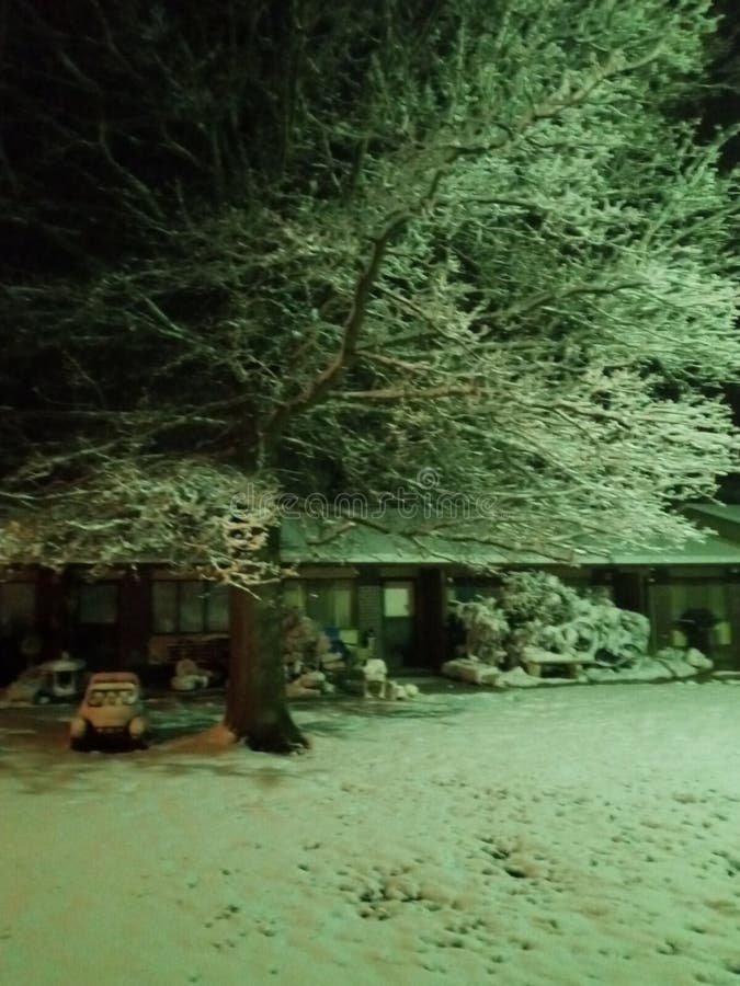 April snow tree stock photo. Image of darkness, april - 217748724