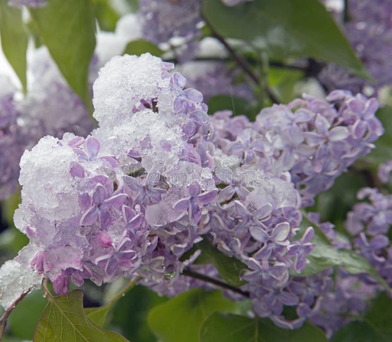 Lilacs covered with snow stock image. Image of white - 216715169