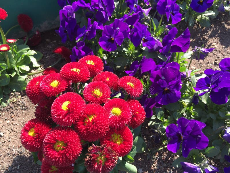 Spring Flowers in the Park. Stock Photo - Image of april, color: 166580116