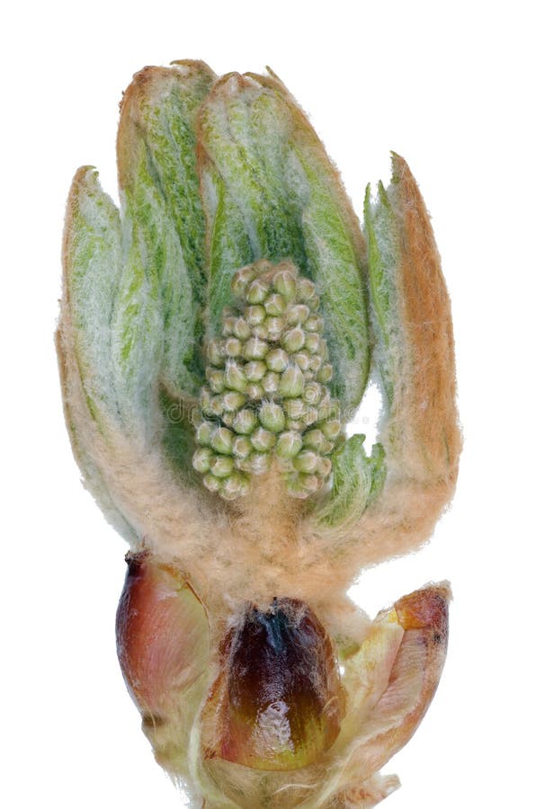 April Spring Leaf Bud of the Chestnut Tree Cross Section Isolated Macro ...