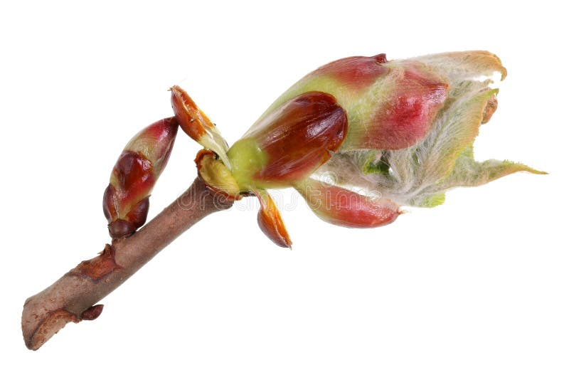 April Spring Leaf Bud of the Chestnut Tree Stock Image - Image of ...