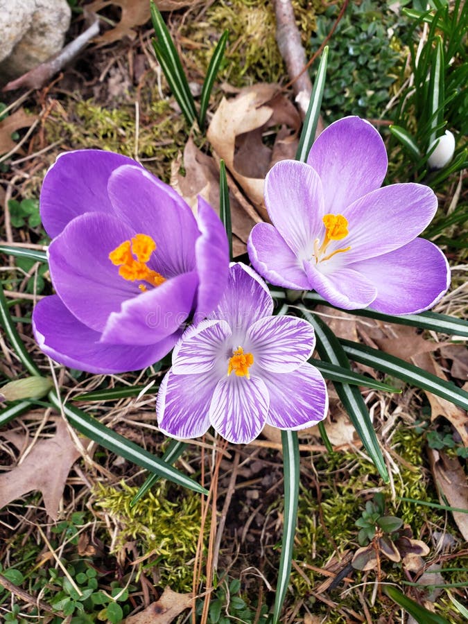 Springtime bloom garden stock photo. Image of springtime - 143735310