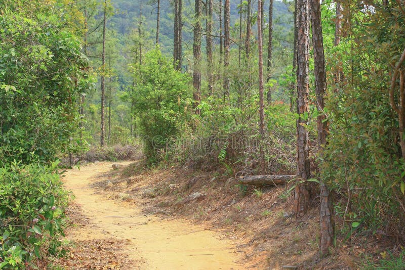 10 April 2009 Tai Lam Country Park Editorial Image - Image of plants ...