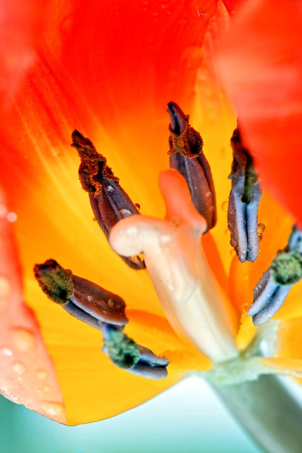 April Tulip stock photo. Image of love, blossom, bunch - 13707488