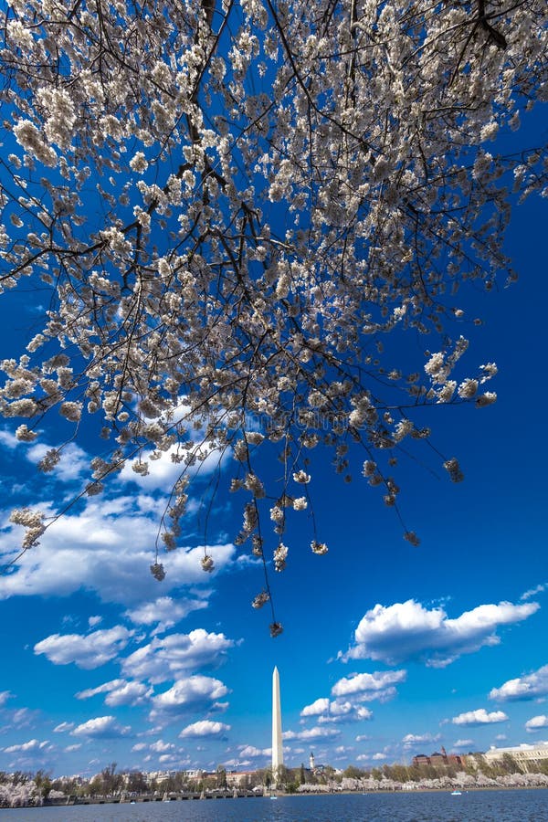 APRIL 10, 2018 - WASHINGTON D.C. - Washington Monument Framed by Cherry ... APRIL 10, 2018 - WASHINGTON D.C. - Washington Monument Framed by Cherry ...