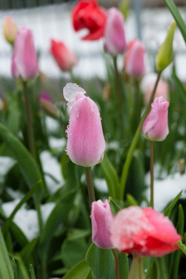 April weather stock image. Image of springtime, fresh - 71026453