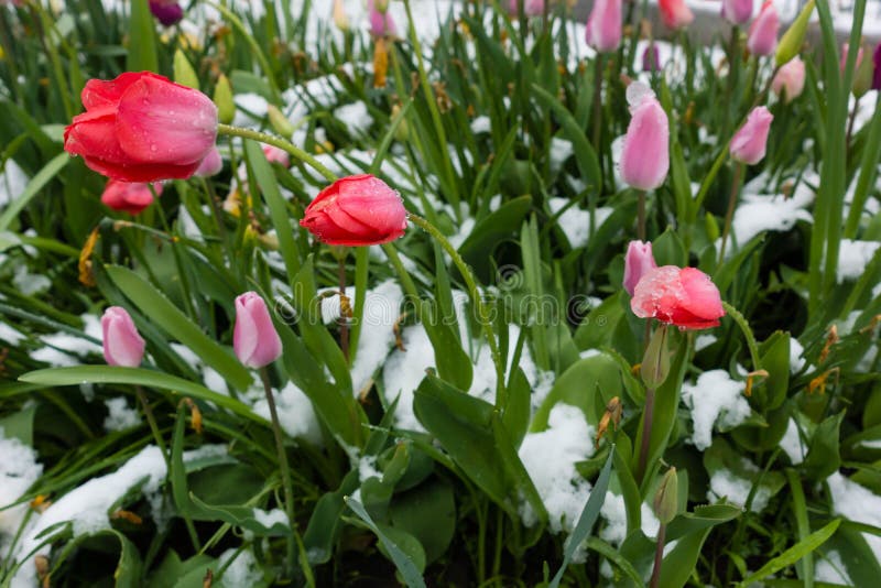 April weather stock image. Image of spring, return, blossom - 71026555