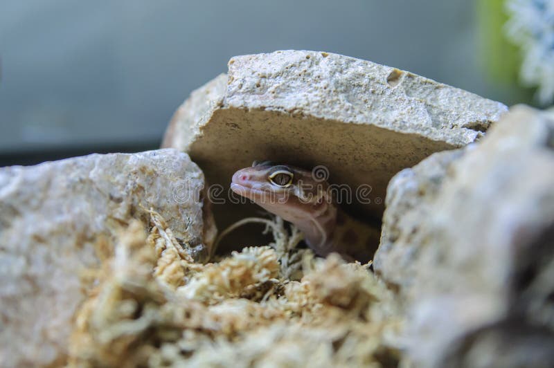 Leopard Gecko Staring Under Rock Stock Photo - Image of rocks, lizard ...