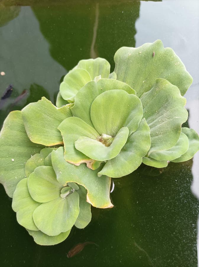 Apu Apu is the Dazzling Water Plant Stock Photo - Image of water, plant ...