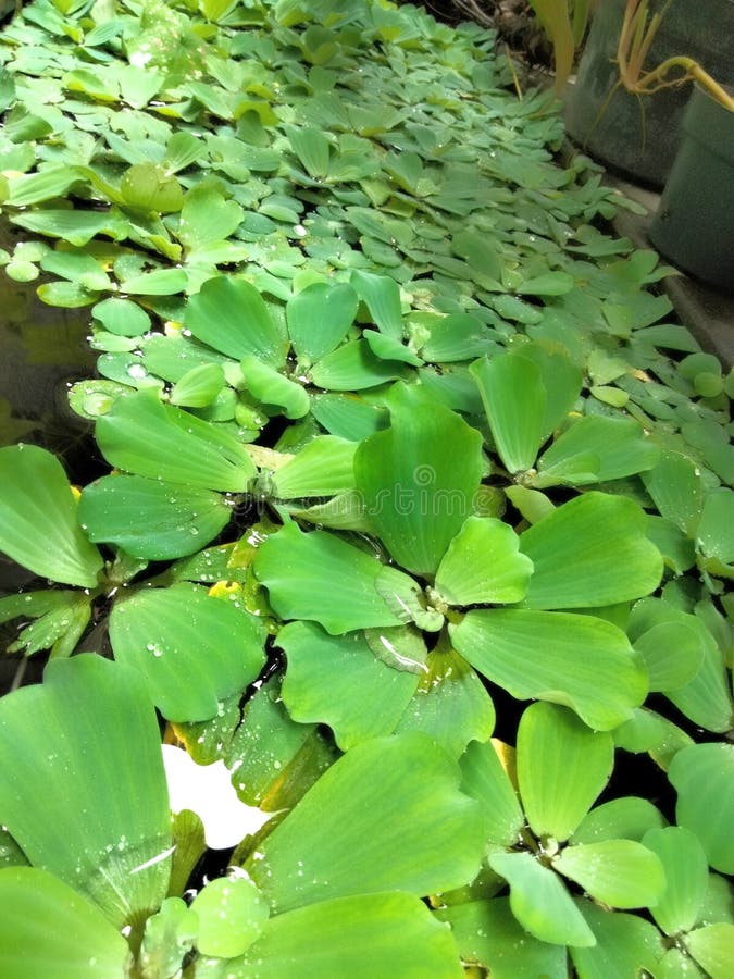 Apu Apu Leaves in the pond stock photo. Image of lawn - 242019742