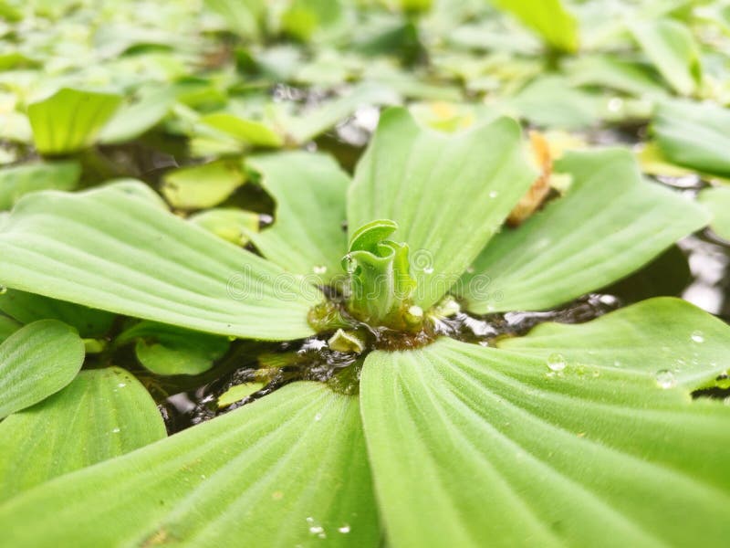 Apu apu stock image. Image of used, fish, pond, type - 357786099