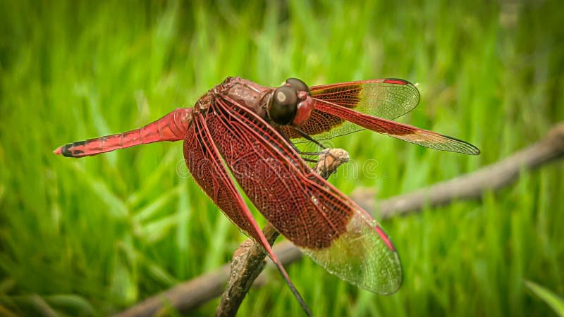 Dragon fly Red Collor stock image. Image of colour, dragon - 217280461